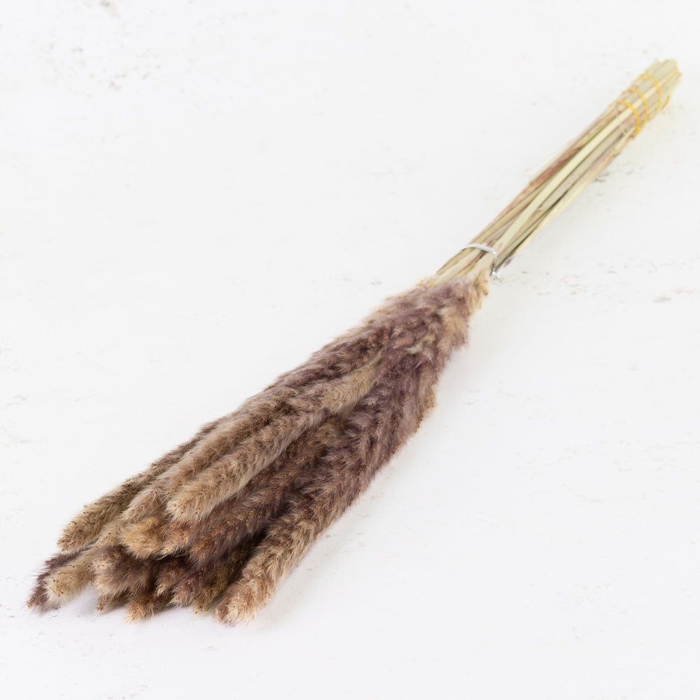 Reed Grass, Dried, Natural, 70g – Atlas Flowers