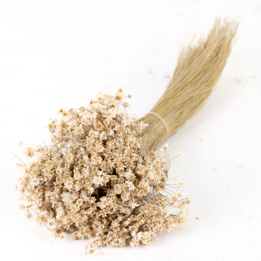 Marcela Flower, Dried, Natural – Atlas Flowers