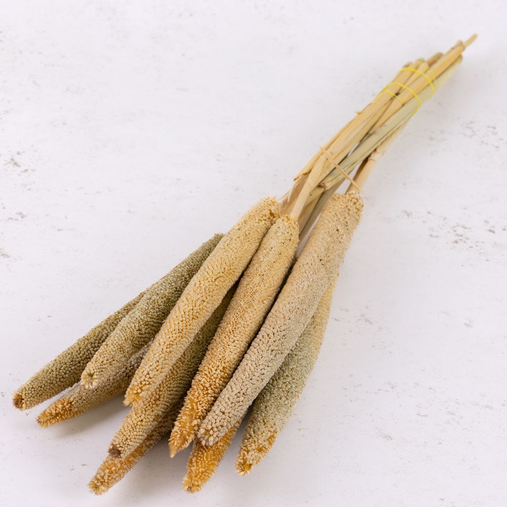 Dried Branches, Picks and Stems | Atlas Flowers