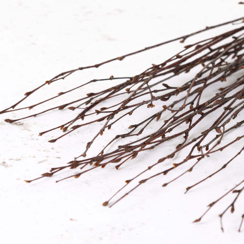 Dried Branches, Picks and Stems | Atlas Flowers