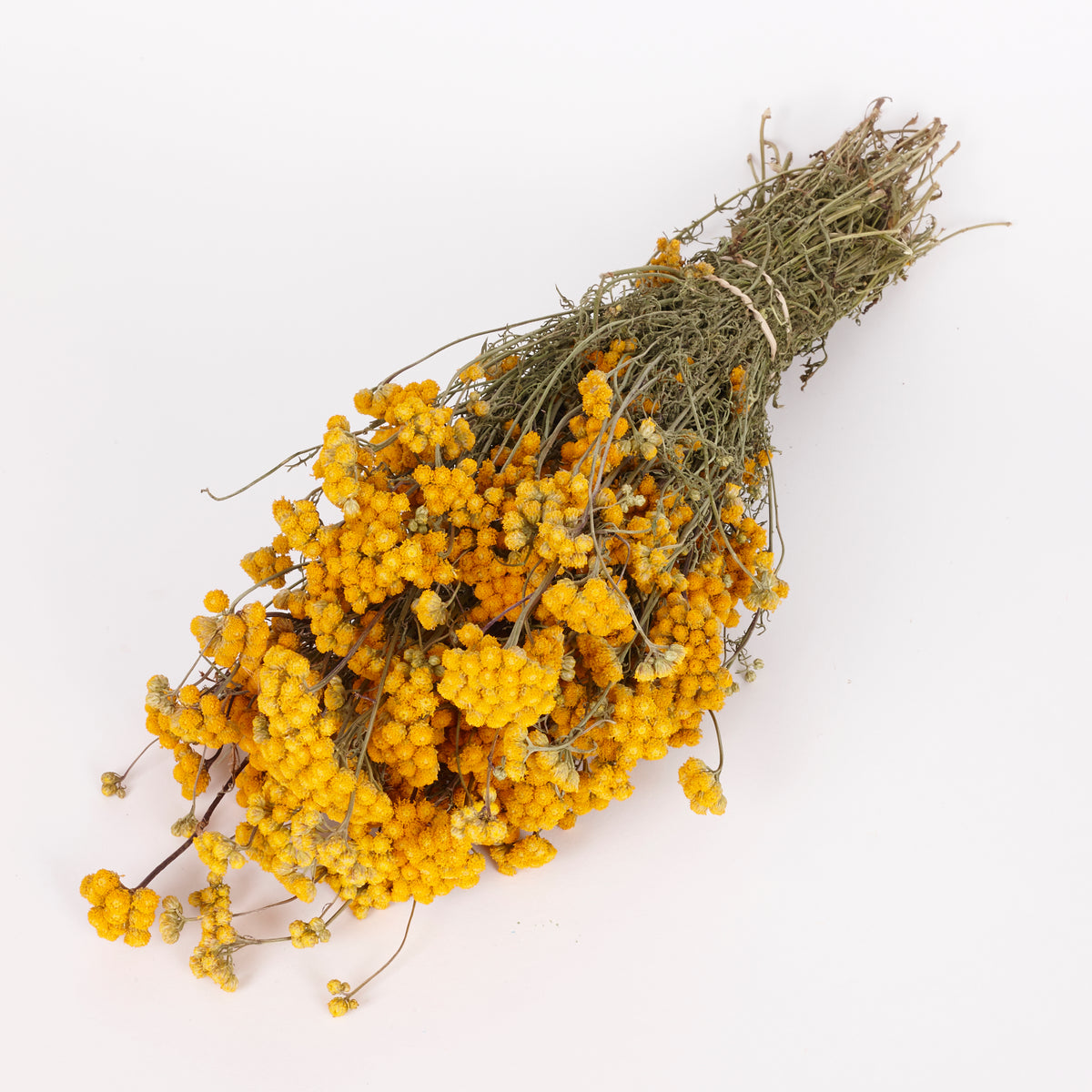 Lona, Dried, Natural Yellow, Bunch – Atlas Flowers