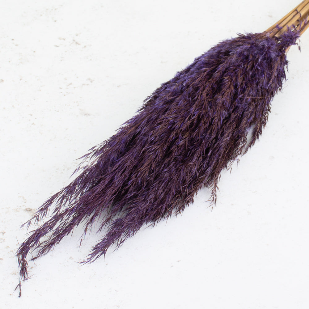 Reed Plume, Wild, Dried, Lavender x 10 Stems – Atlas Flowers