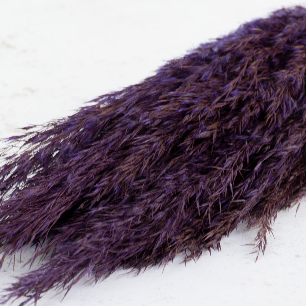 Reed Plume, Wild, Dried, Lavender x 10 Stems – Atlas Flowers