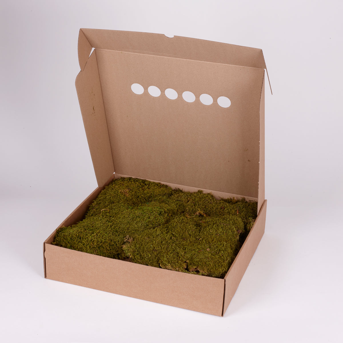 Rock Moss, Preserved, Light Green, Window Box – Atlas Flowers