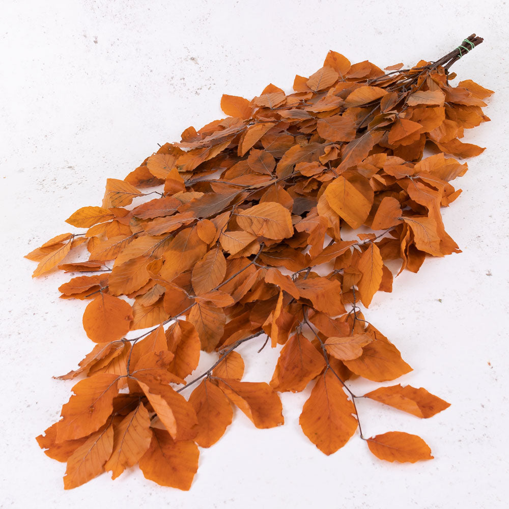 Copper Beech, (Fagus), Preserved, Orange, 150g – Atlas Flowers