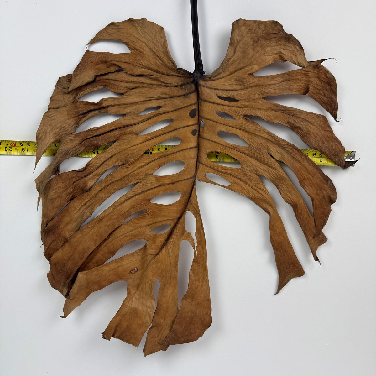 Monstera deliciosa, dried, 45-55cm, bunch x 2 stems – Atlas Flowers