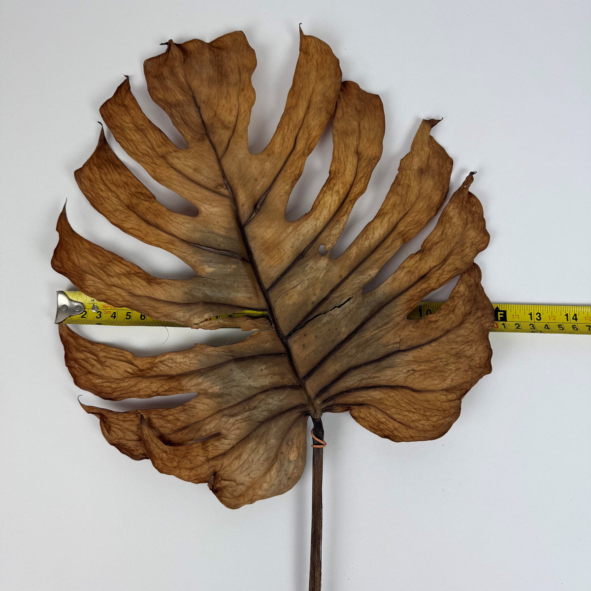 Monstera deliciosa, dried, 25-30cm, bunch x 2 stems – Atlas Flowers