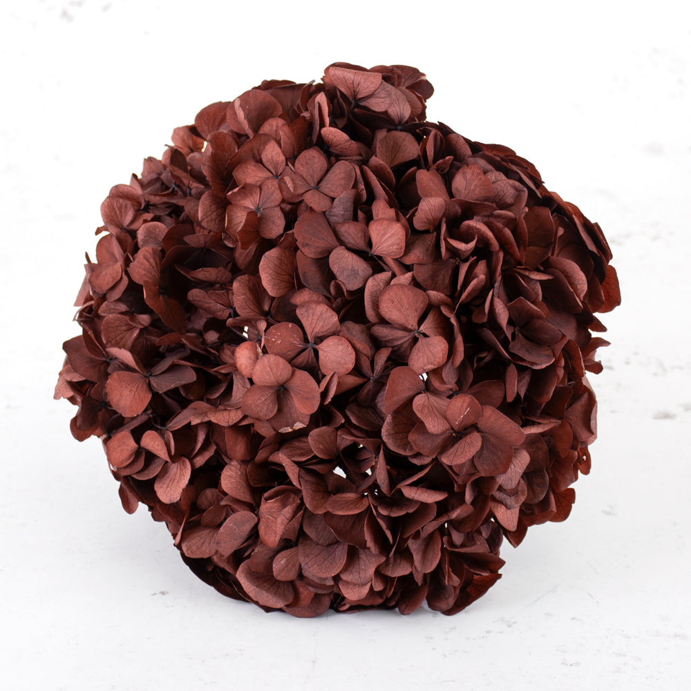 Hydrangea, (Verdissimo) Premium, Preserved, Coffee – Atlas Flowers
