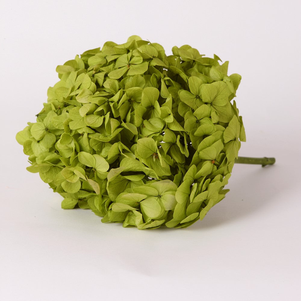 Hydrangea, (Verdissimo) Premium, Preserved, Pistachio – Atlas Flowers