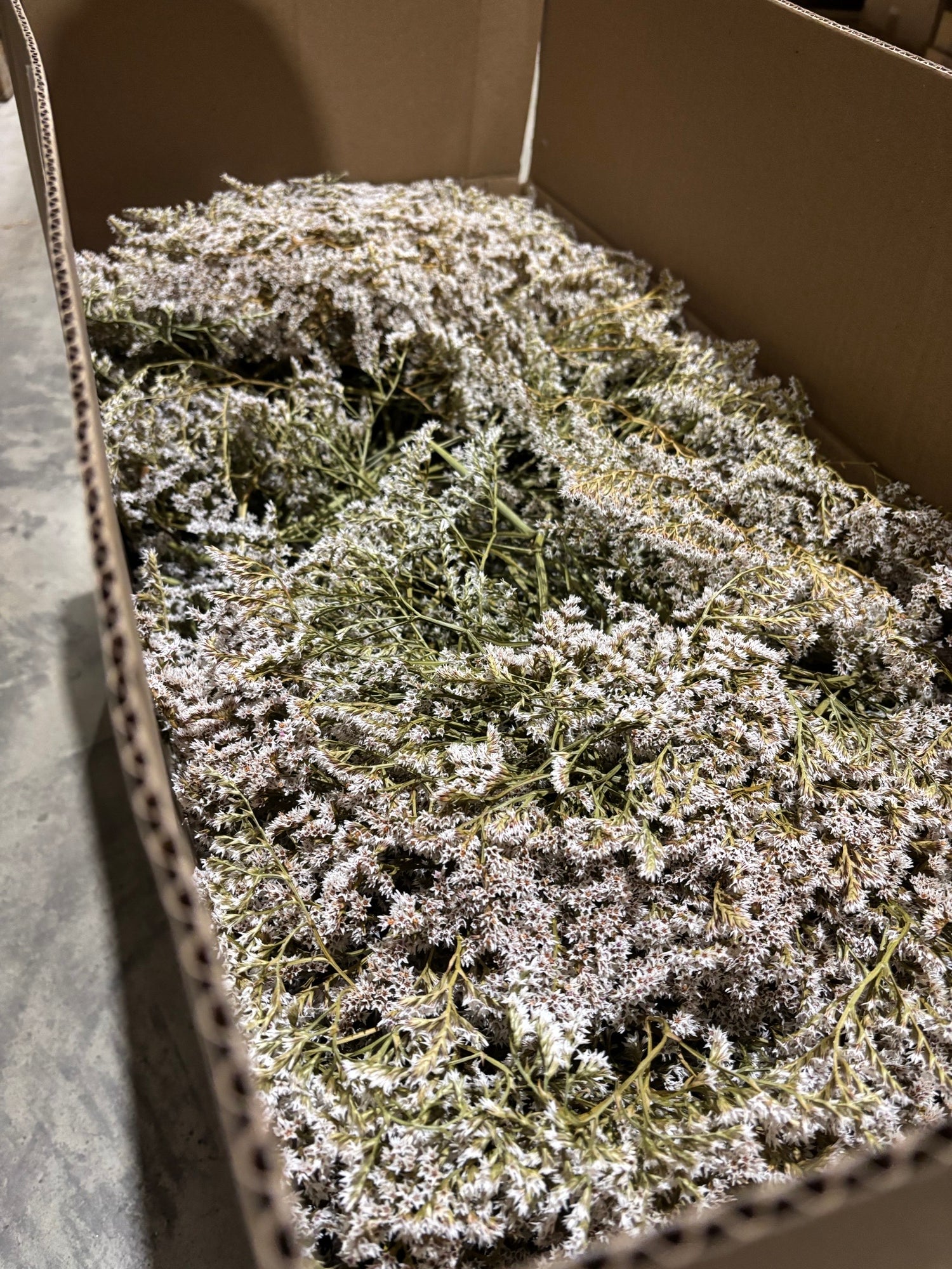 Statice tatarica, Dried, Natural White, Box x 2.5kg – Atlas Flowers