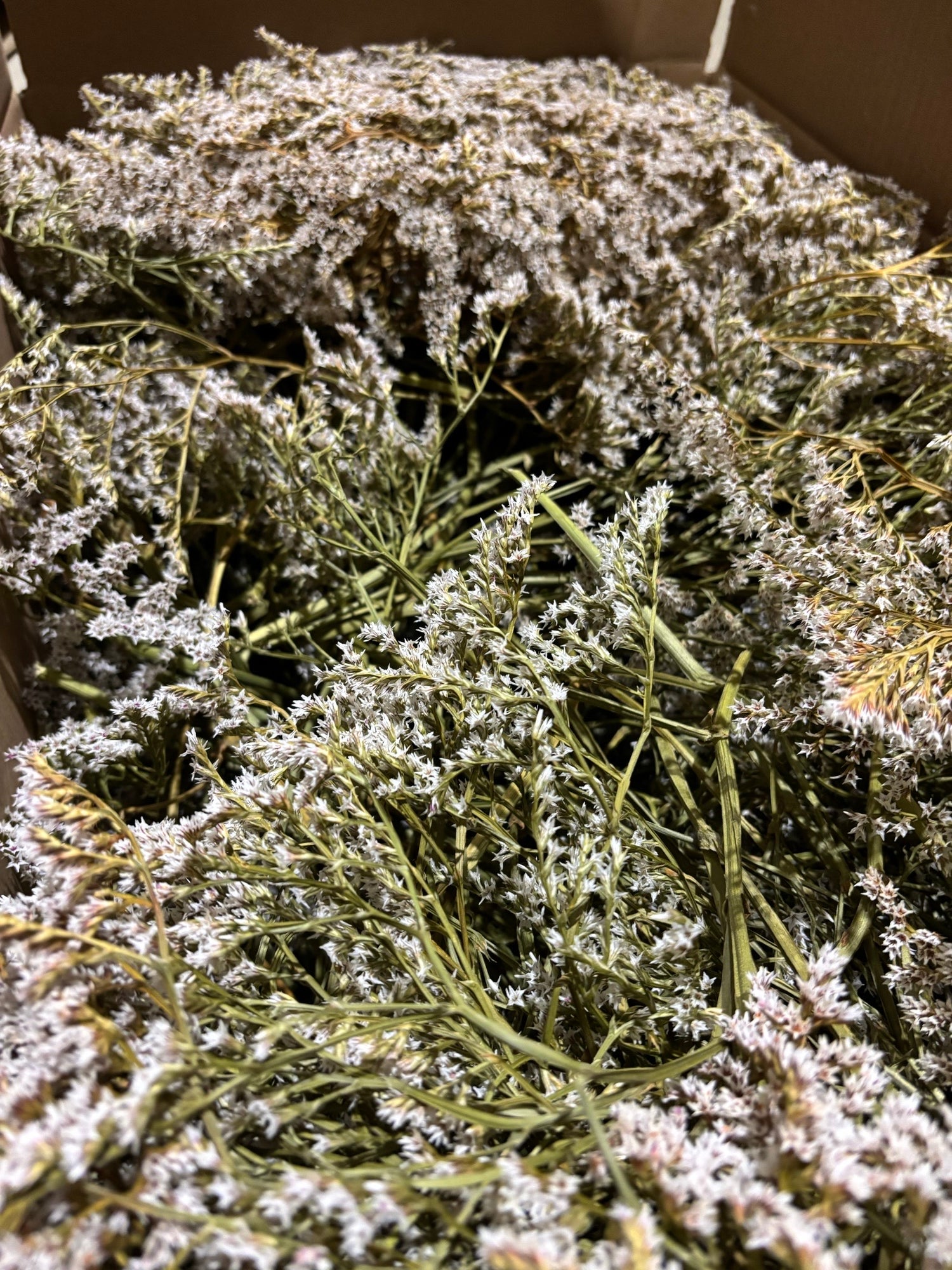 Statice tatarica, Dried, Natural White, Box x 2.5kg – Atlas Flowers