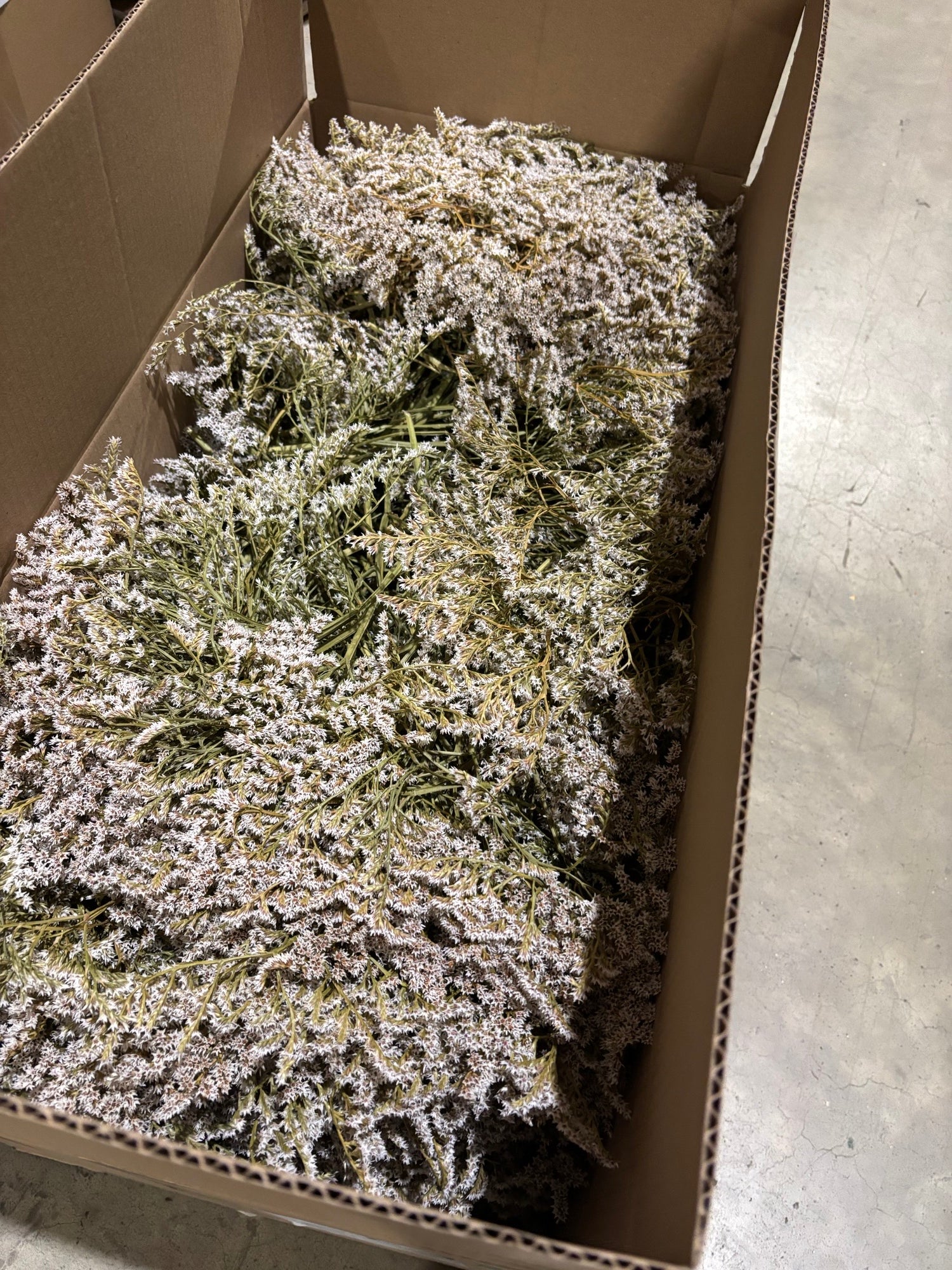 Statice tatarica, Dried, Natural White, Box x 2.5kg – Atlas Flowers