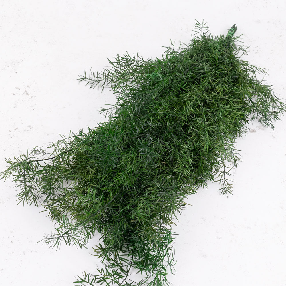 Asparagus Sprengeri, Preserved, Green, 100g – Atlas Flowers