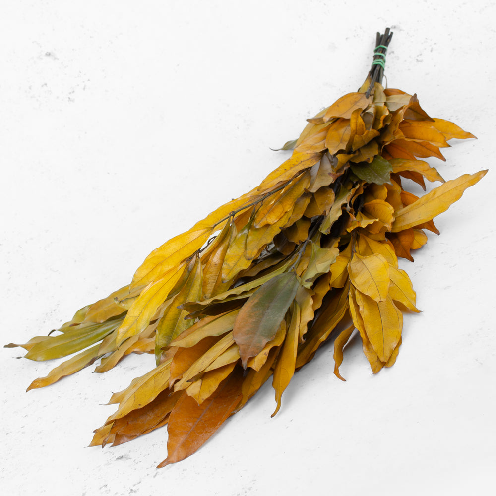 Cocculus, Preserved, Yellow, 150g Bunch – Atlas Flowers