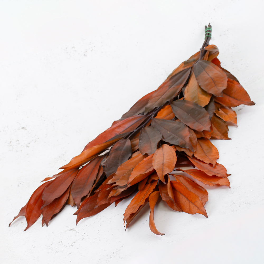 Cocculus, Preserved, Orange, 150g Bunch – Atlas Flowers