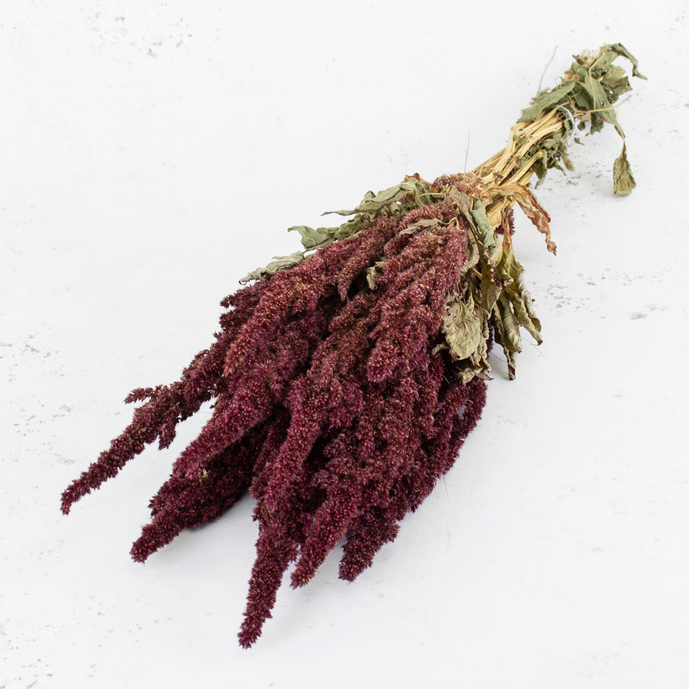 Amaranthus, Dried, Natural Red – Atlas Flowers