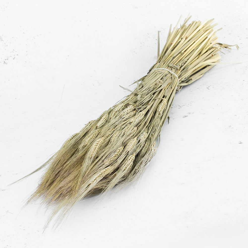 Barley, Dried, Natural, Bunch – Atlas Flowers