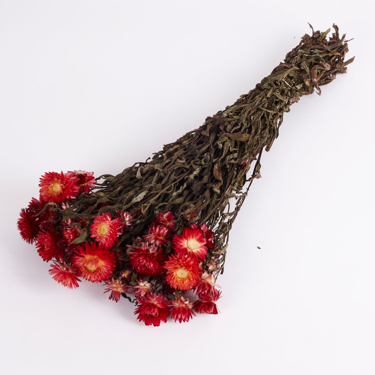 Straw Flower, Helichrysum, Dried, Natural Copper Red – Atlas Flowers