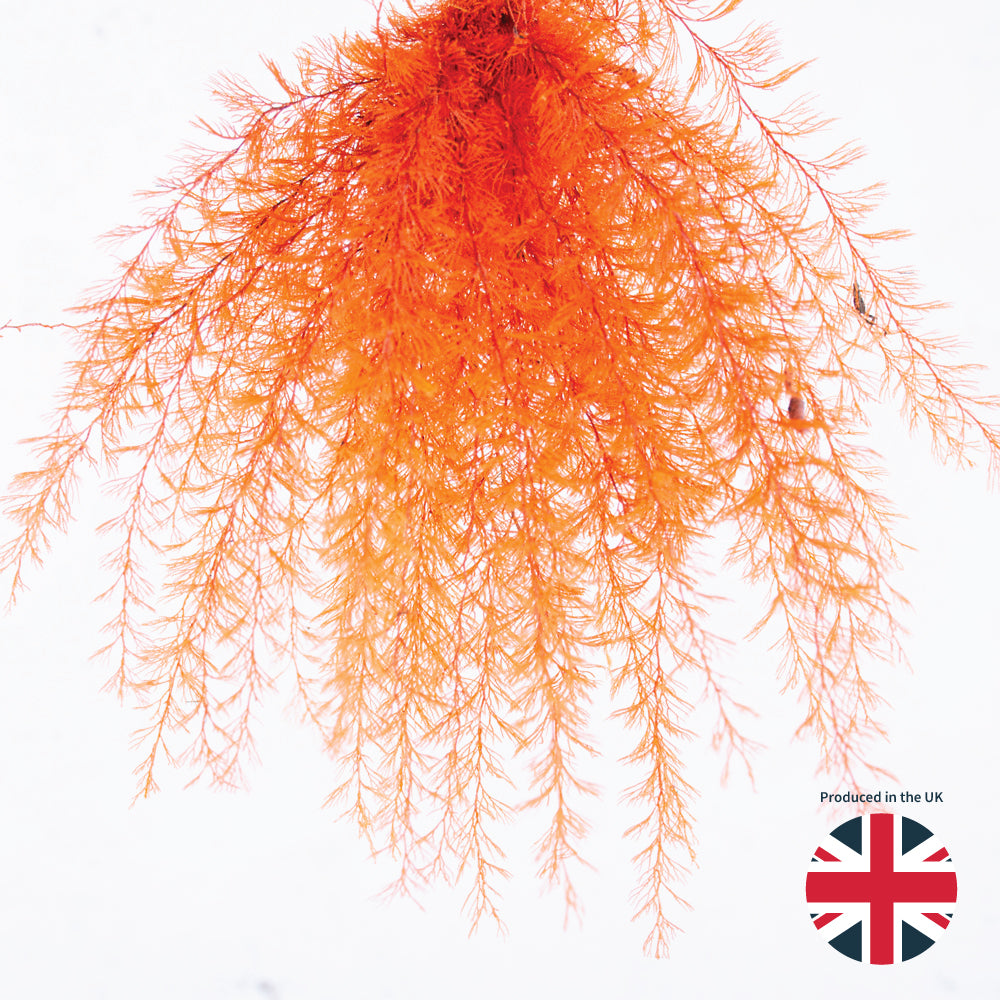 Air Fern, Preserved, Orange, Bunch, UK – Atlas Flowers