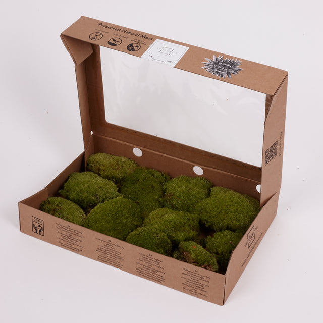 Ball Moss, Preserved, Natural Green, 250g Box – Atlas Flowers