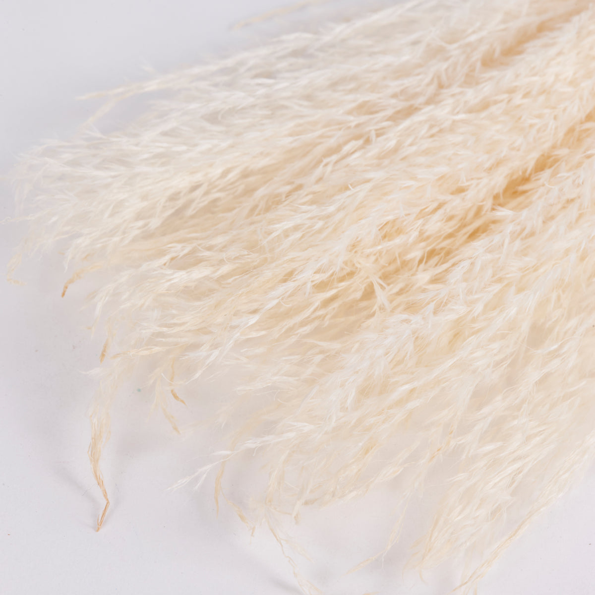 Miscanthus Grass, Dried, Bleached White, Bunch – Atlas Flowers