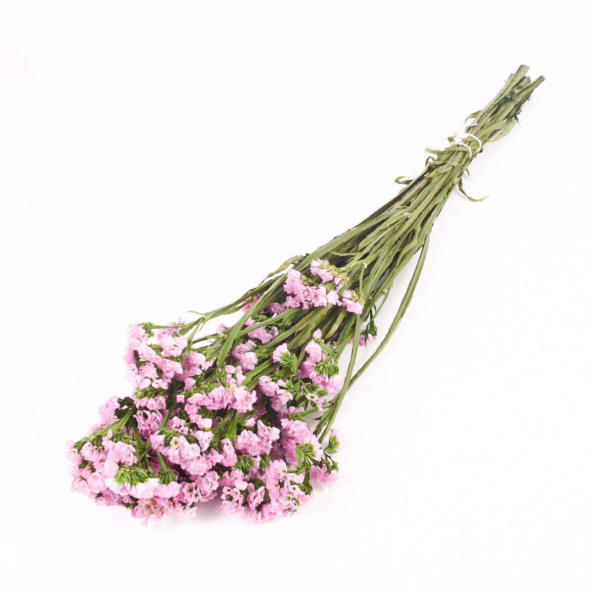 Statice Sinuata, Preserved, Pink – Atlas Flowers