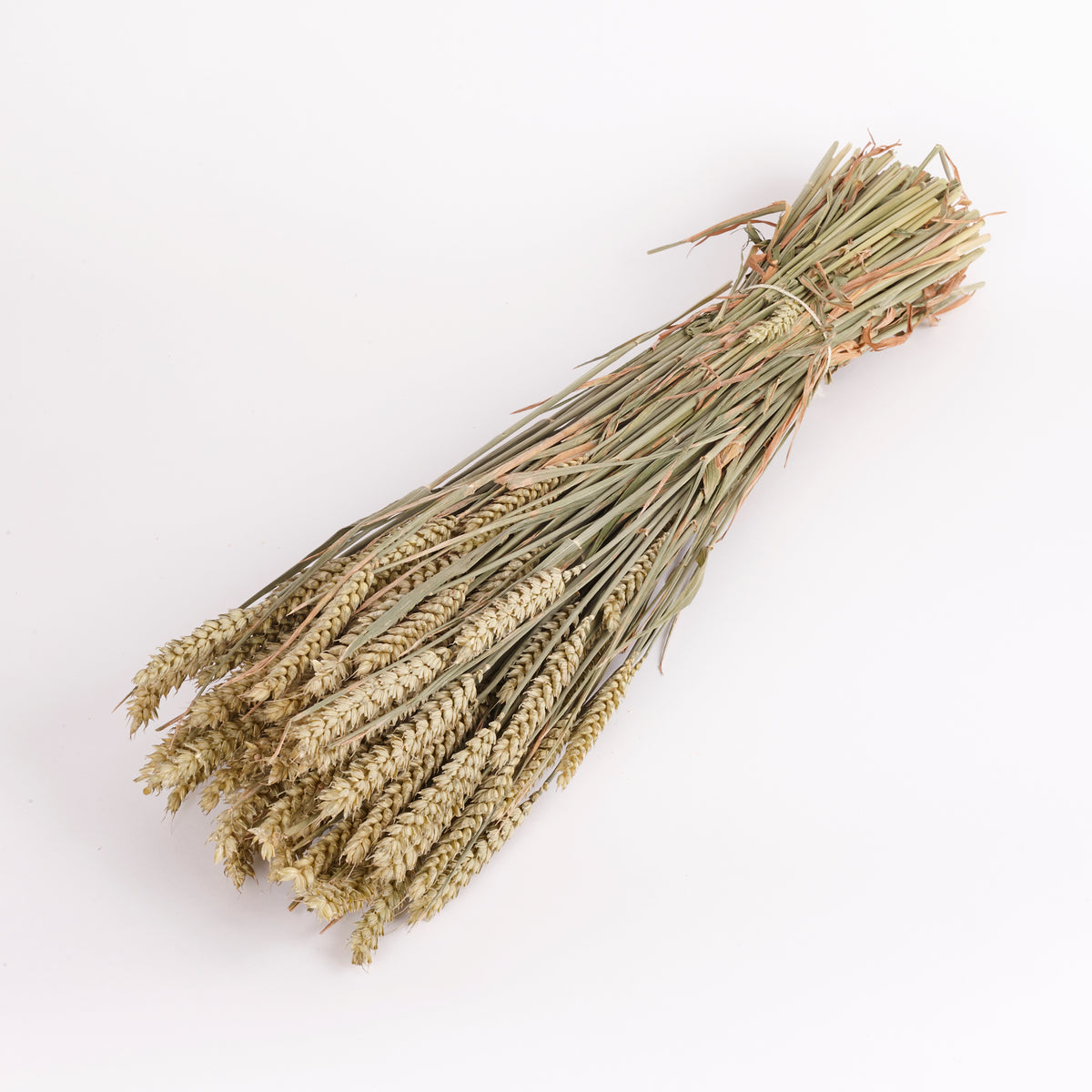 Wheat, (Tarwe), Dried, Natural Green – Atlas Flowers