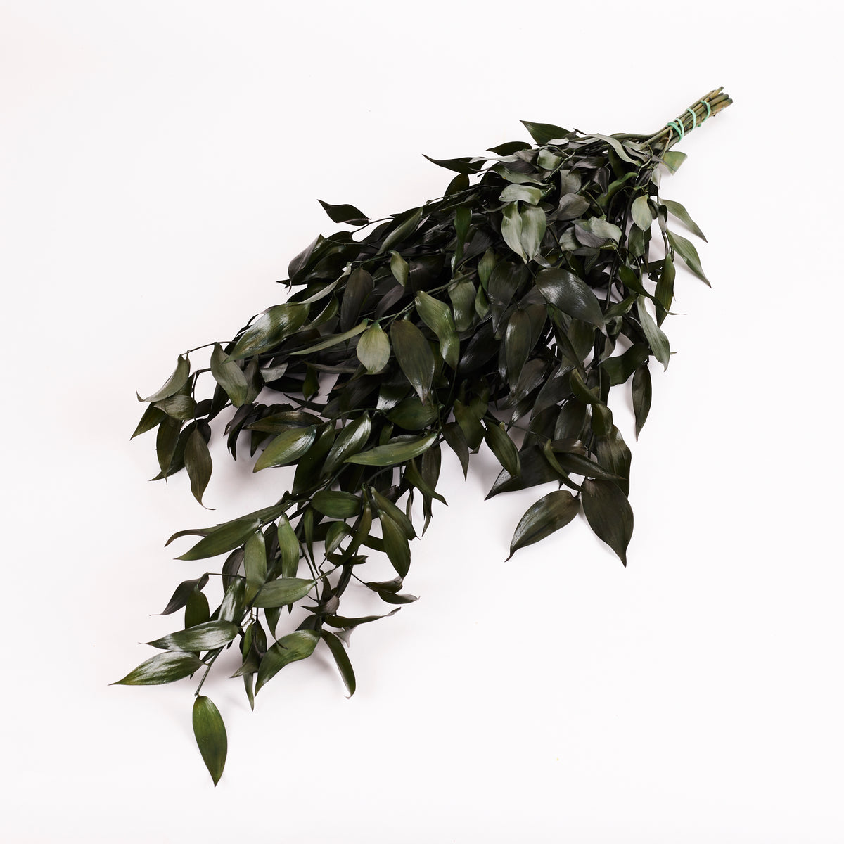 Ruscus, Soft, Green, 100g Bunch – Atlas Flowers