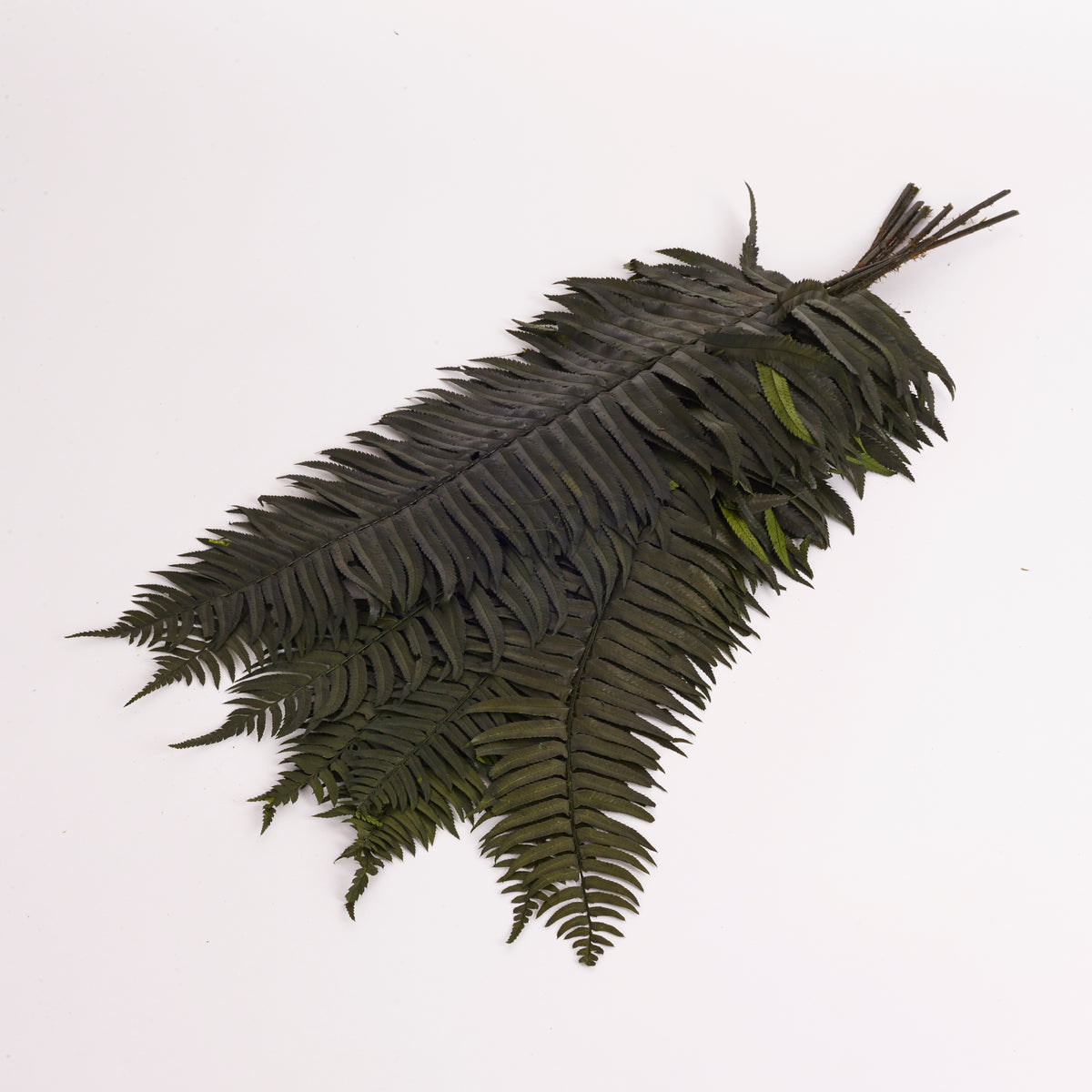 Fern, Western, Preserved, Green, Bunch x 10 Stems – Atlas Flowers