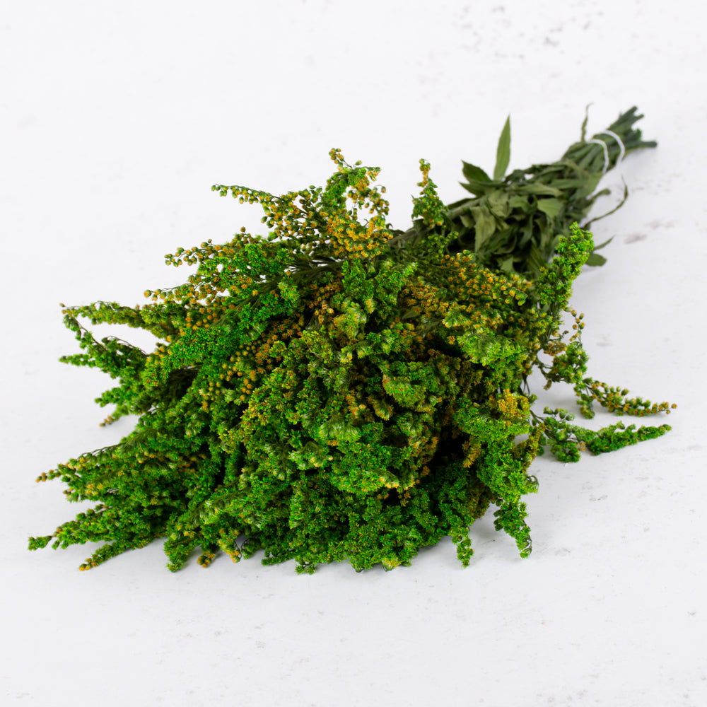 Solidago (Verdissimo), Preserved, green, 40-60cm – Atlas Flowers