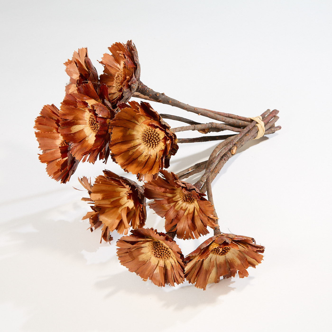 Wholesale dried flowers & preserved flowers UK - Atlas Flowers